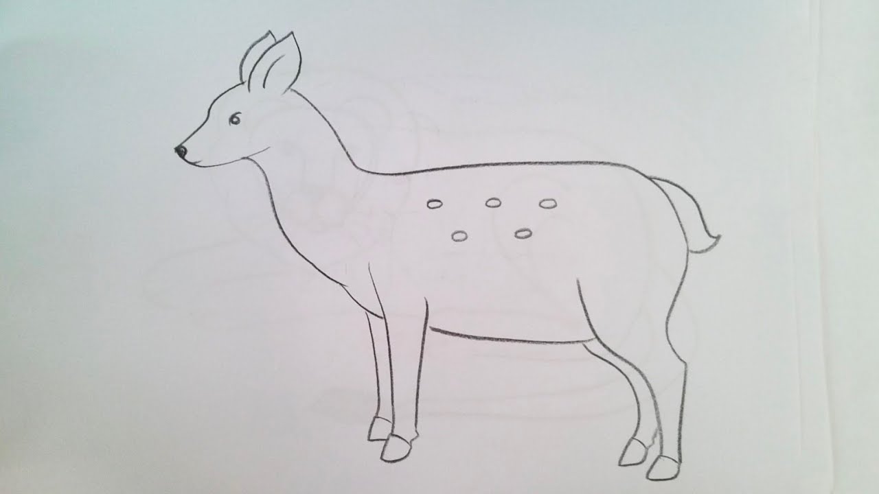 how to draw deer drawing easy step by step@DrawingTalent - YouTube