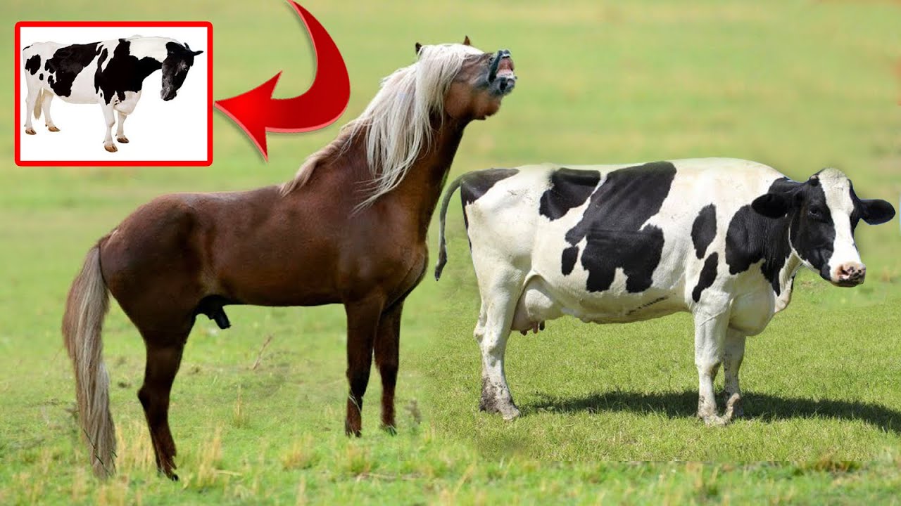 VEJAM O QUE ACONTECE QUANDO UM CAVALO CRUZA COM UMA VACA NO SITIO ...
