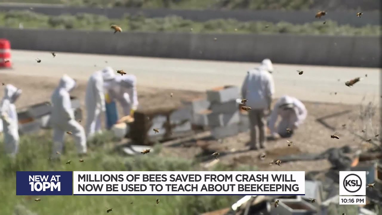 Wasatch Beekeepers Association rescues millions of bees after I-80 ...