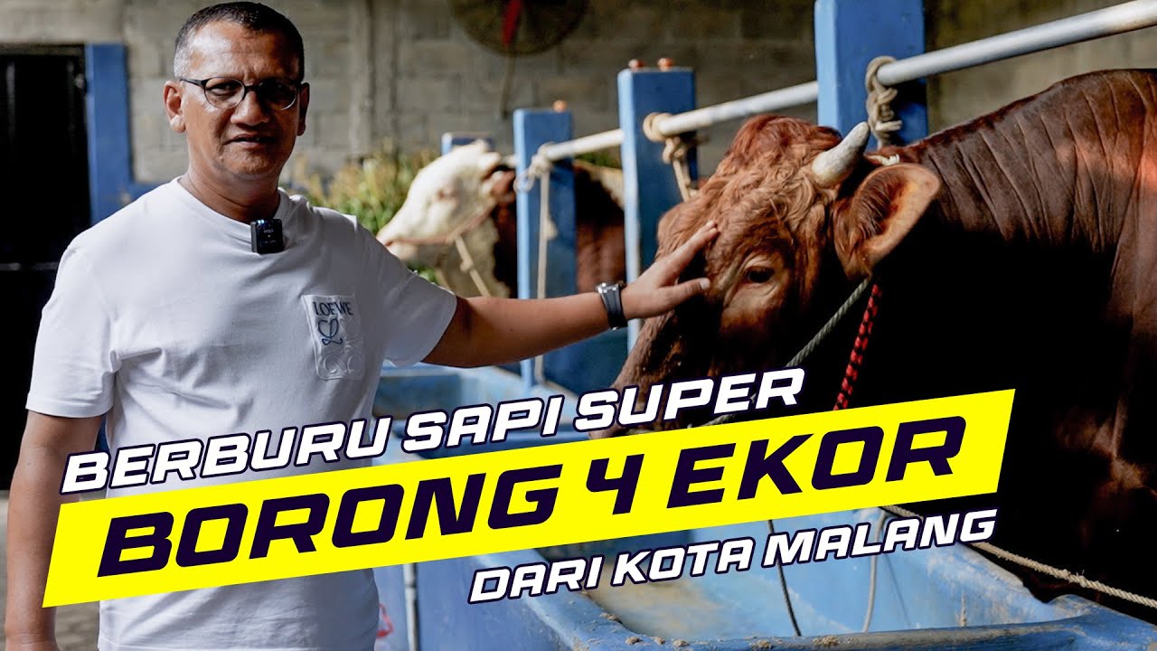 Belanja Sapi Super Di Kota Malang 4 Ekor Langsung di Boyong - YouTube