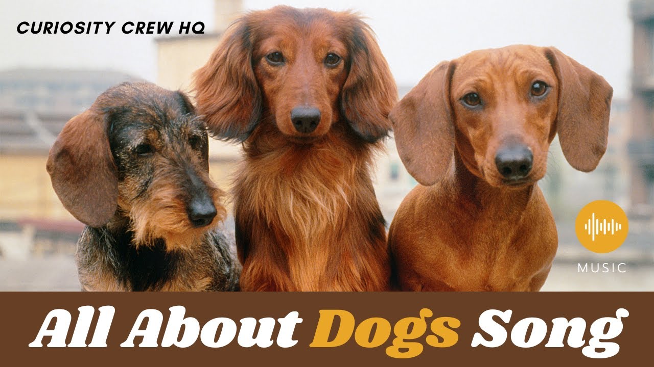 All About Dogs Song | Fun Learning Song for Kids | Curiosity Crew HQ ...