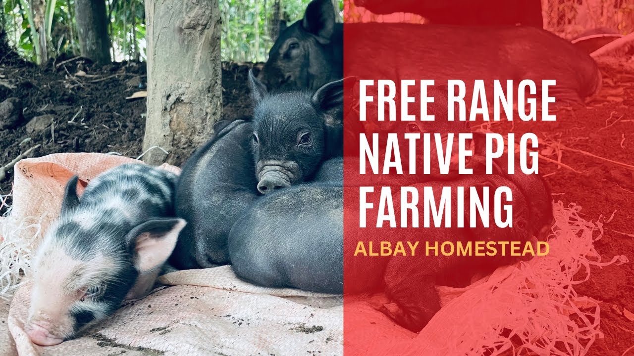Paano Kumita sa Native Pig free range farming -Malilipot Albay # ...