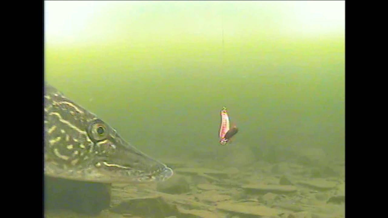 Underwater Buck-Shot Flutter Spoon - YouTube