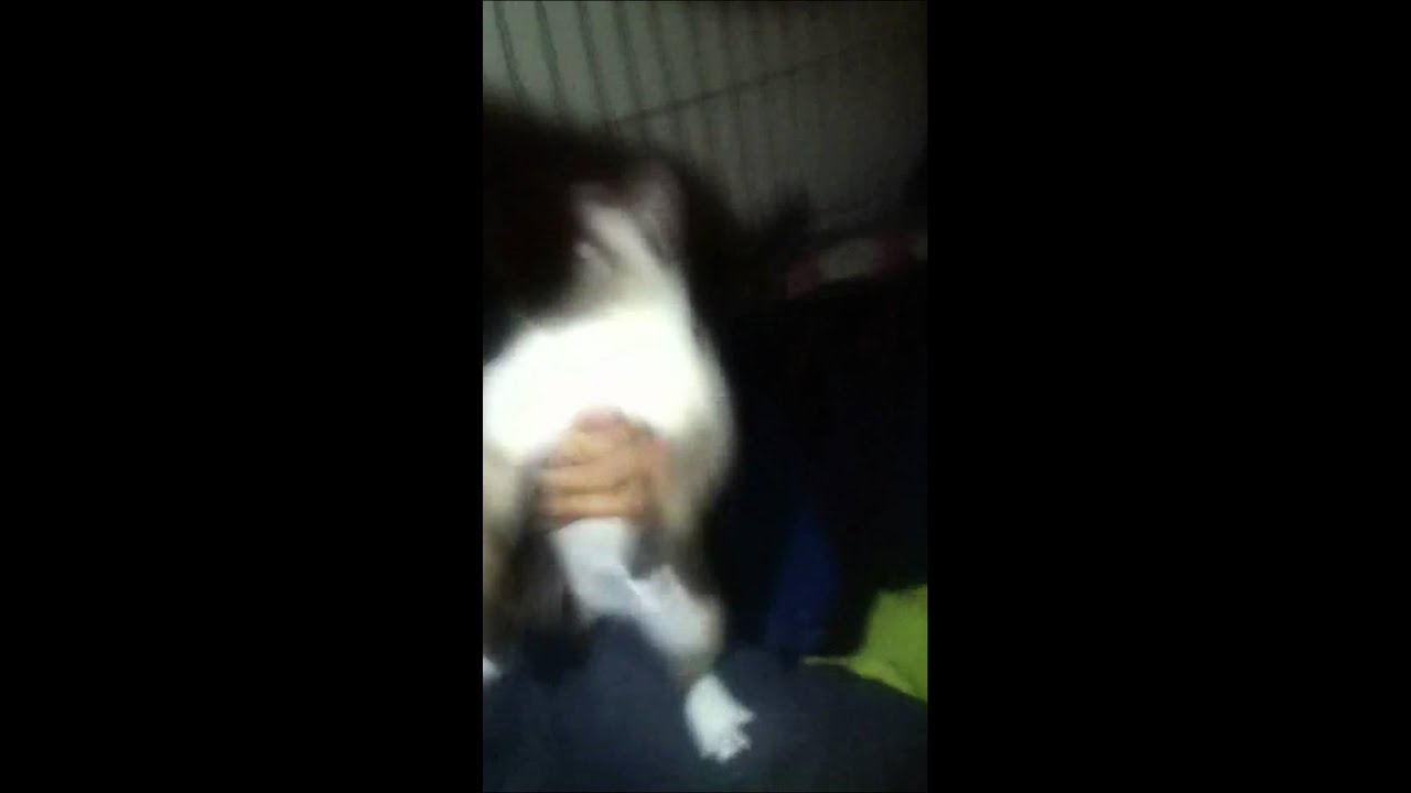 cat dancing to dubstep - YouTube