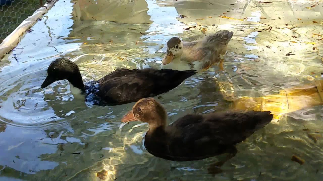 The Ducklings First Proper Swim - YouTube