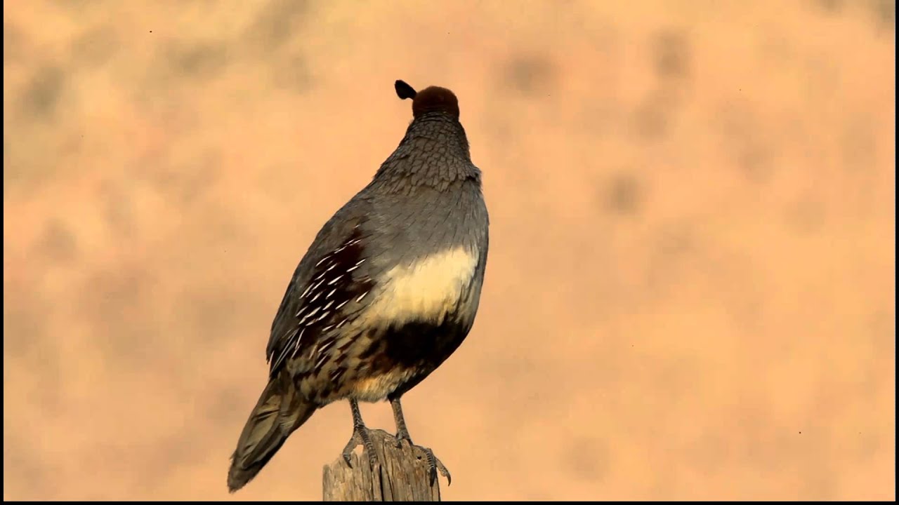 Gambel's Quail Singing - YouTube