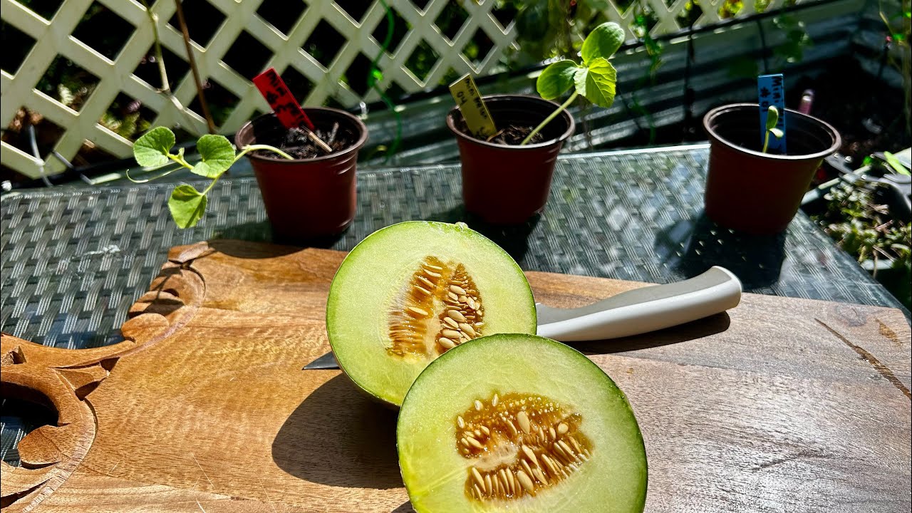 🇵🇷🍉 MINI MELON Semillas, Puerto Rico Huerto Casero / Seed Starting ...