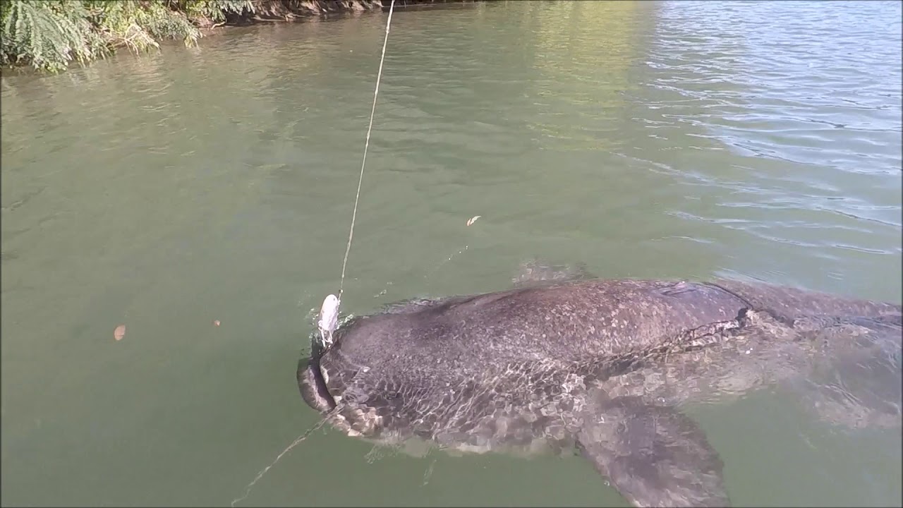 Catch the Catfish -Vertical Fishing with the Fishmagnet - Rough Neck ...