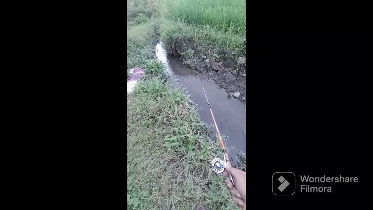 mancing micro fishing - wader uceng - YouTube