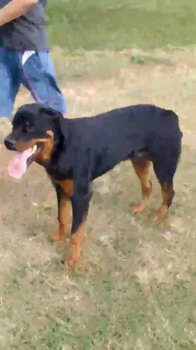 en el parque, in the park - YouTube