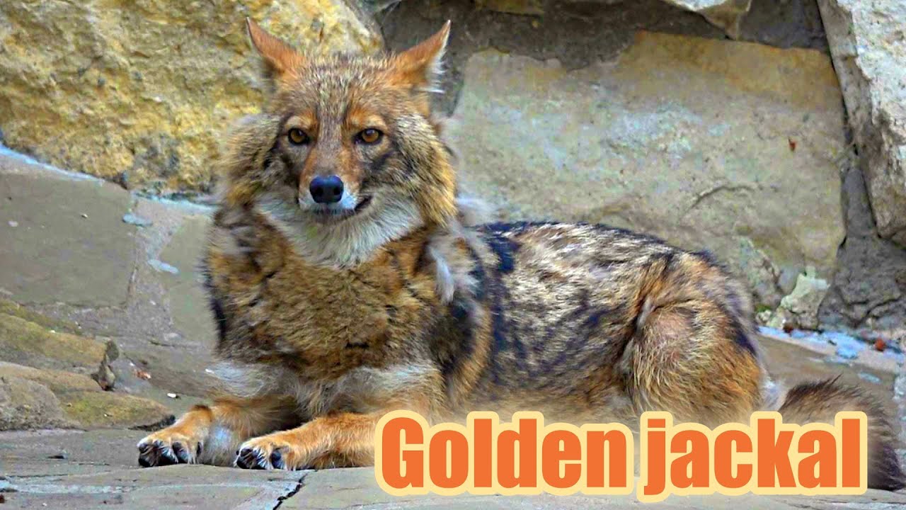 Обыкновенный шакал Московский зоопарк Животные Golden Jackal Moscow Zoo ...