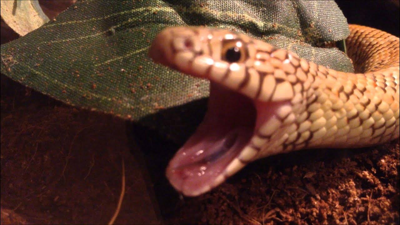 Snake Yawn Compilation - YouTube