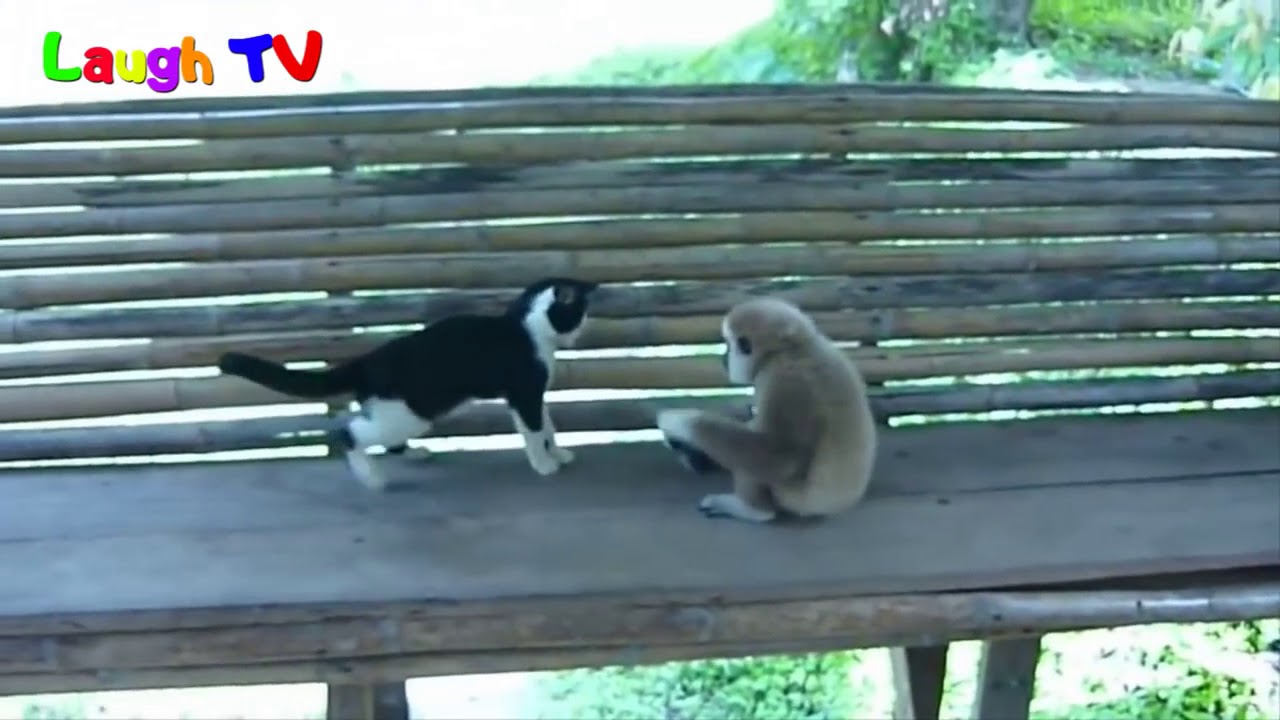 Kedi vs maymun - YouTube