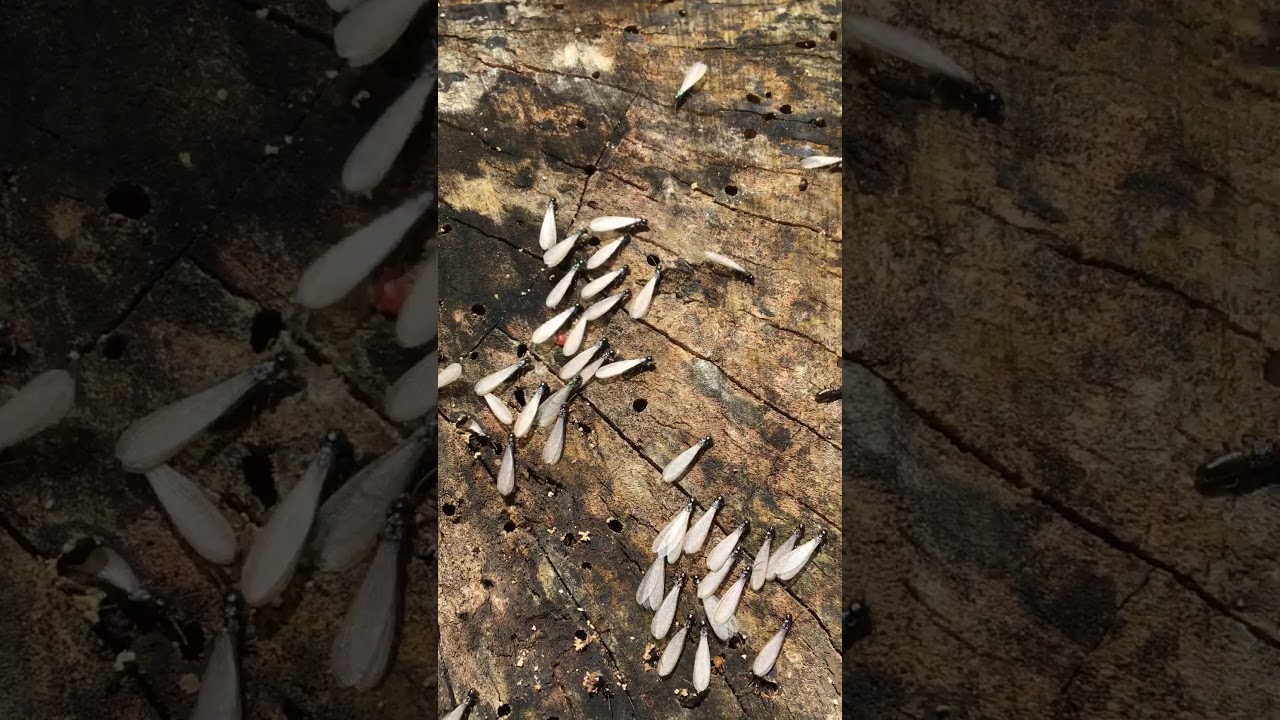 When Do Termites Swarm The 4 Things You Need To Know