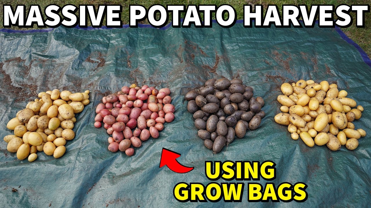 This EASY Fertilizer Routine Produced A MASSIVE POTATO HARVEST! - YouTube