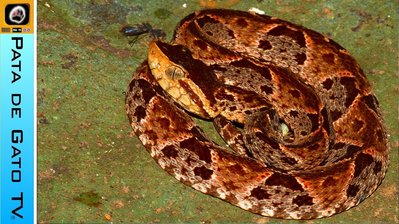 Serpientes Venenosas De Mexico