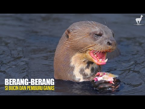 Berang-Berang: Mamalia Paling Bucin yang Bisa \