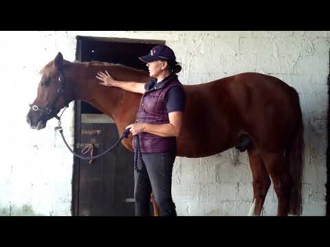 Panniculus Carnosus Muscle & The Fly Twitch Response in Horses.