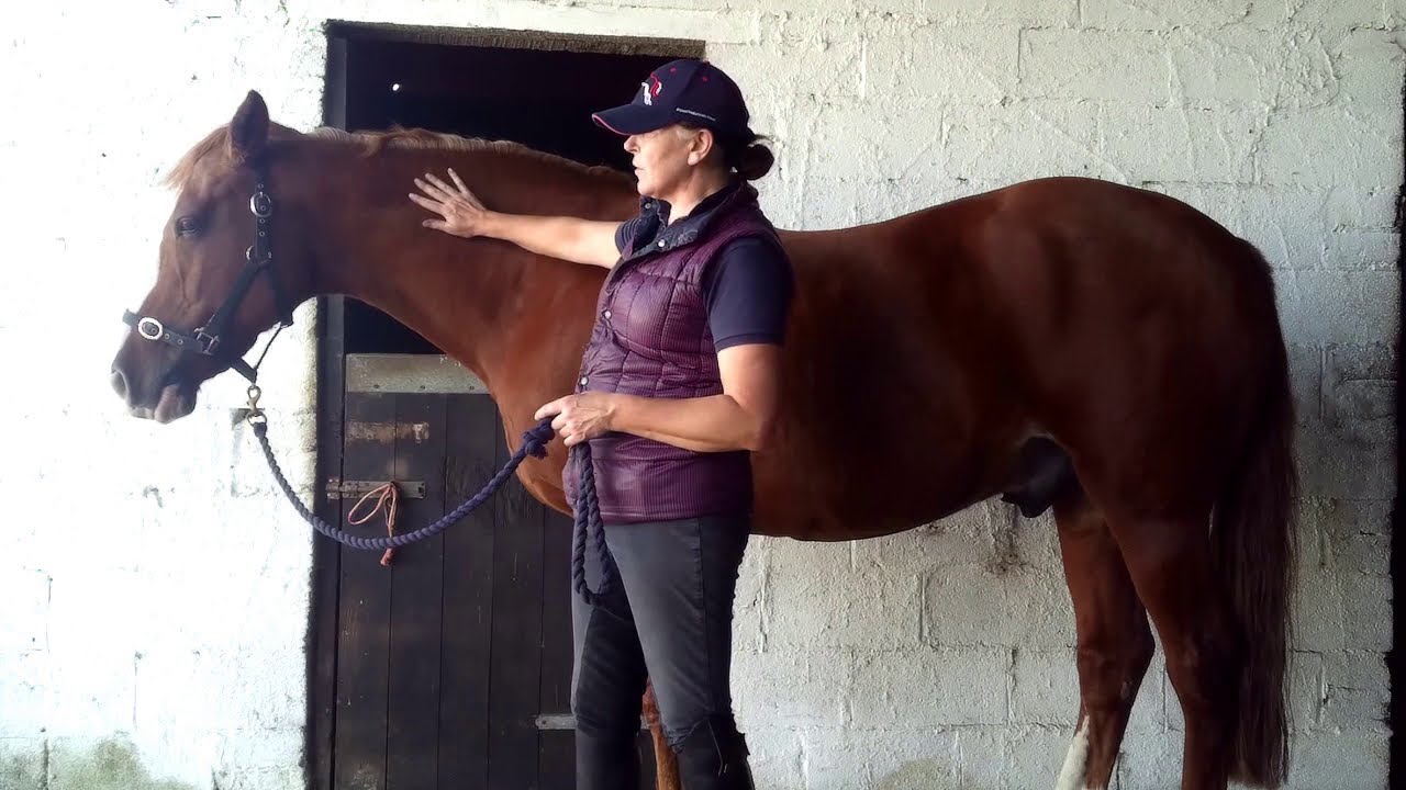 Panniculus Carnosus Muscle & The Fly Twitch Response in Horses. - YouTube