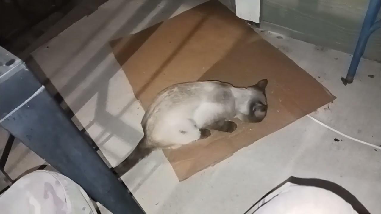 (1205) Buddy's first taste of Catnip 🐈 - YouTube