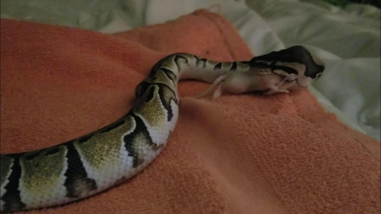 Our Ball Python Eats Again - YouTube