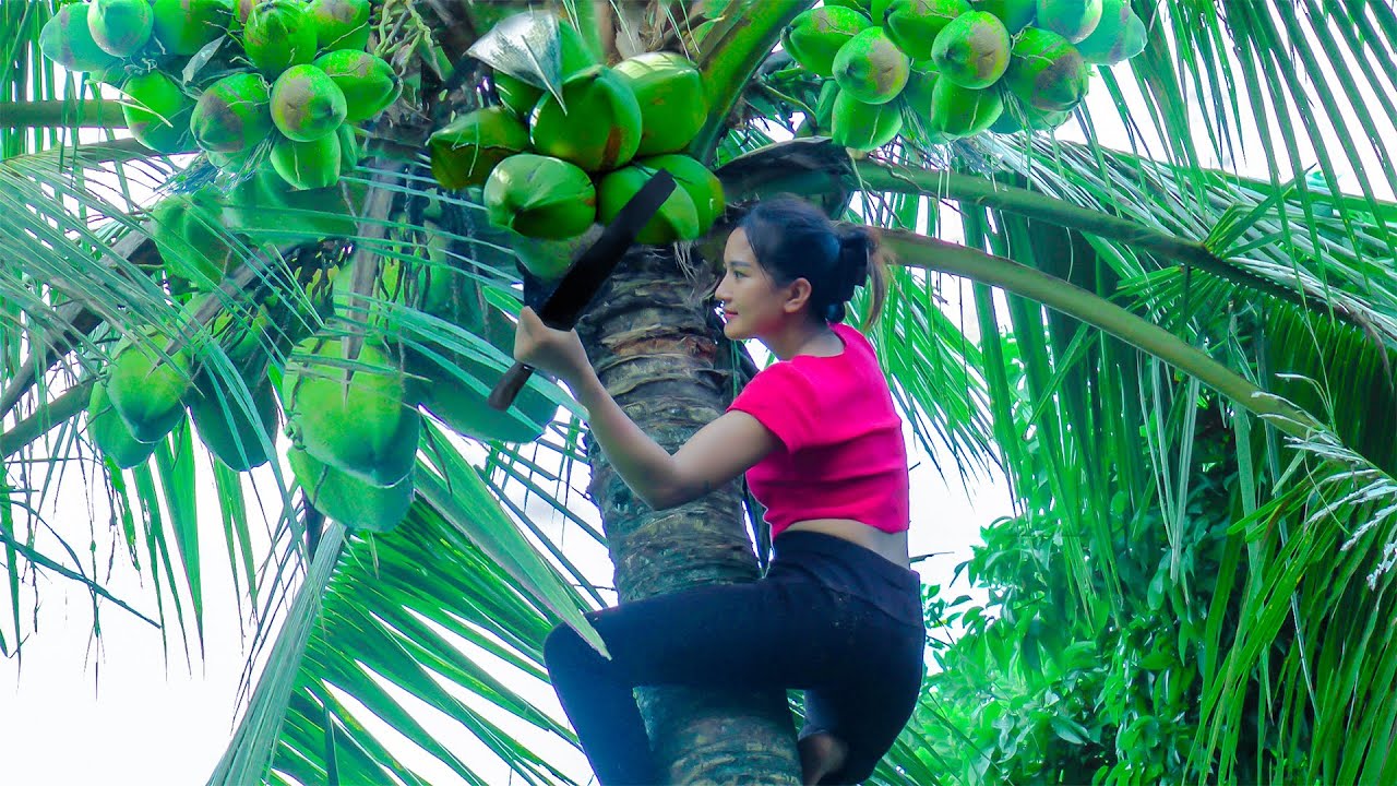 Country Life Harvesting Coconuts go Market Sell, Cook Jelly, Chicken ...