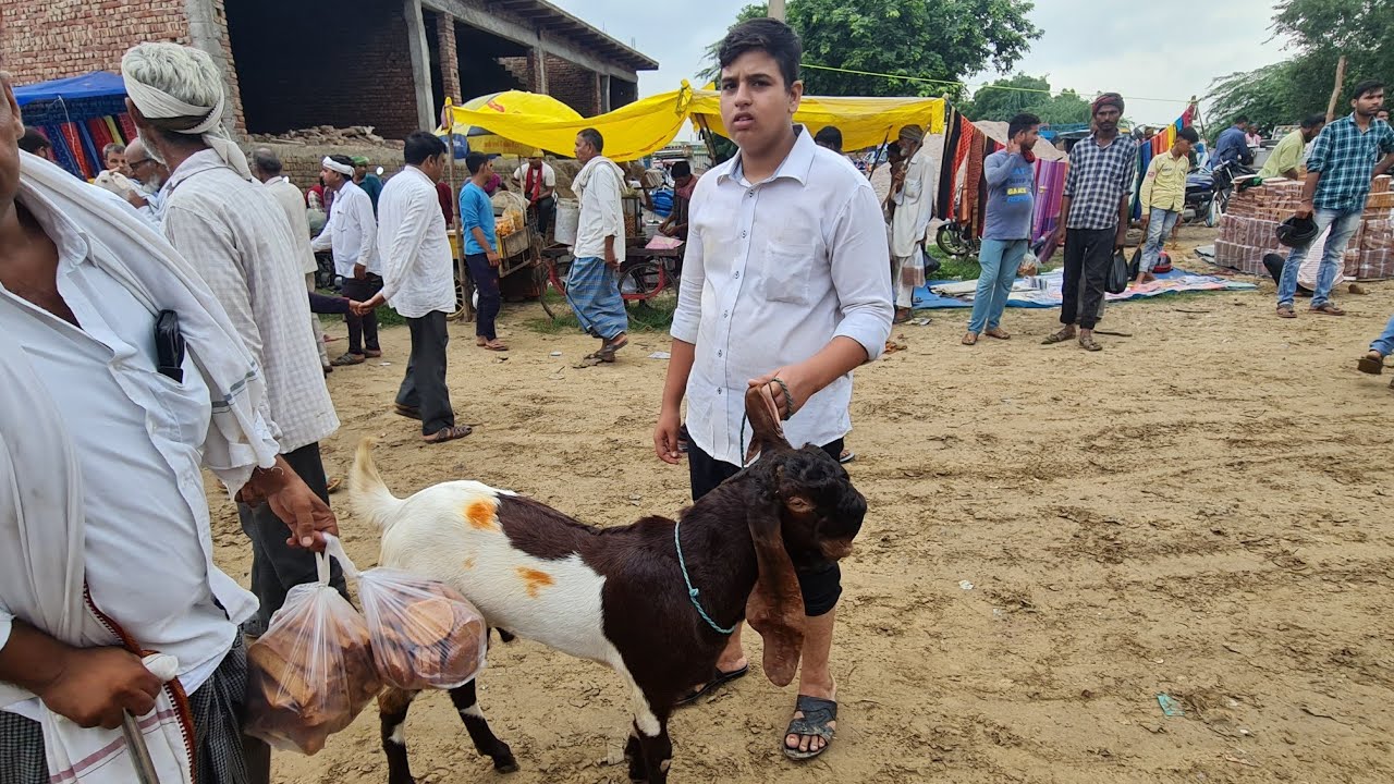 Mathura Goat Market | Saturday Live| Mandi Cover 20August 2022 Update ...