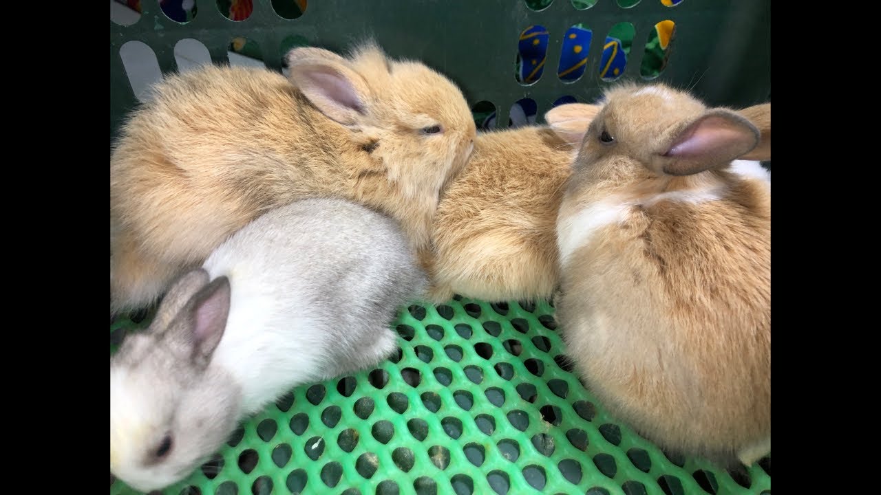 Baby rabbits sleep and move around a lot - YouTube