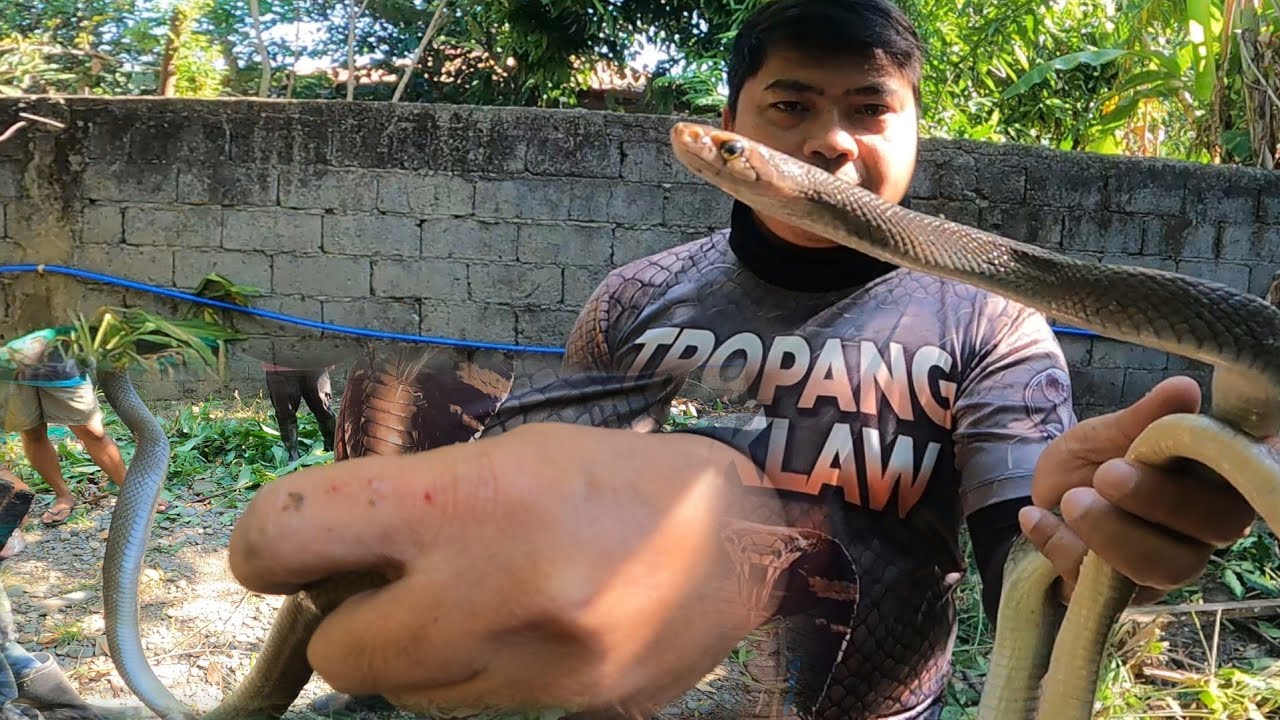 Nakagat sa kamay ng huhulihin na ang ahas sa bakuran - YouTube