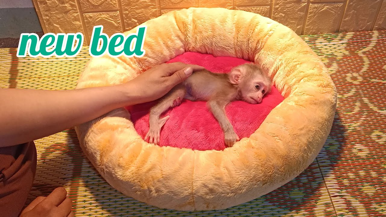 Baby monkey Zim has a warm and beautiful new bed | Monkey Zim - YouTube