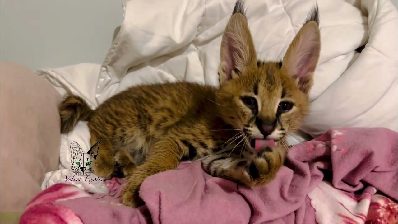 Baby Caracal Serval hybrids 😍 Super rare kittens! - YouTube