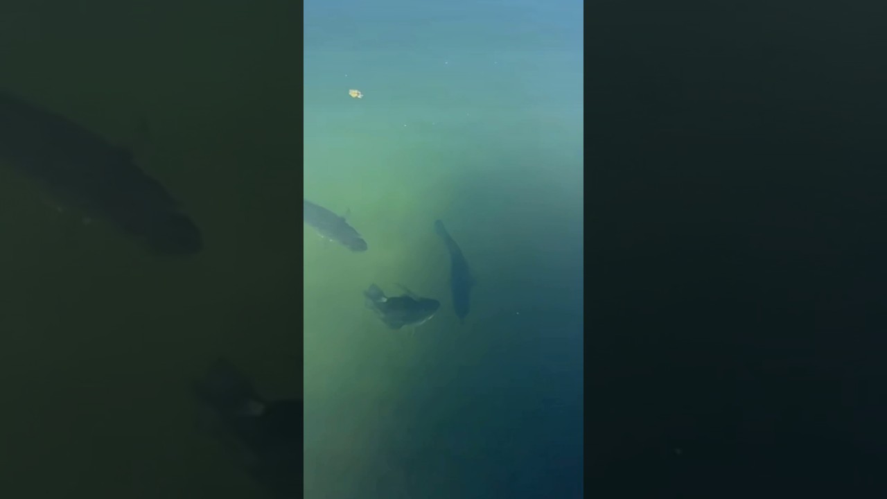 3 GIANT Bass Attacking Bait Fish! - YouTube