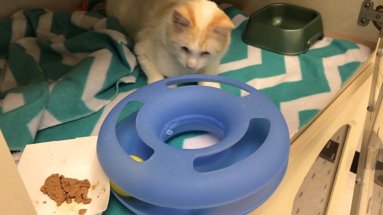 Ringo, an adoptable cat at Sunnyvale Petco Humany Society Neighborhood ...
