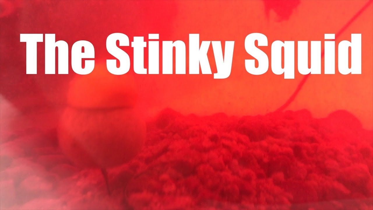 Carp Fishing *** The Stinky Squid. Something Different May Be. - YouTube