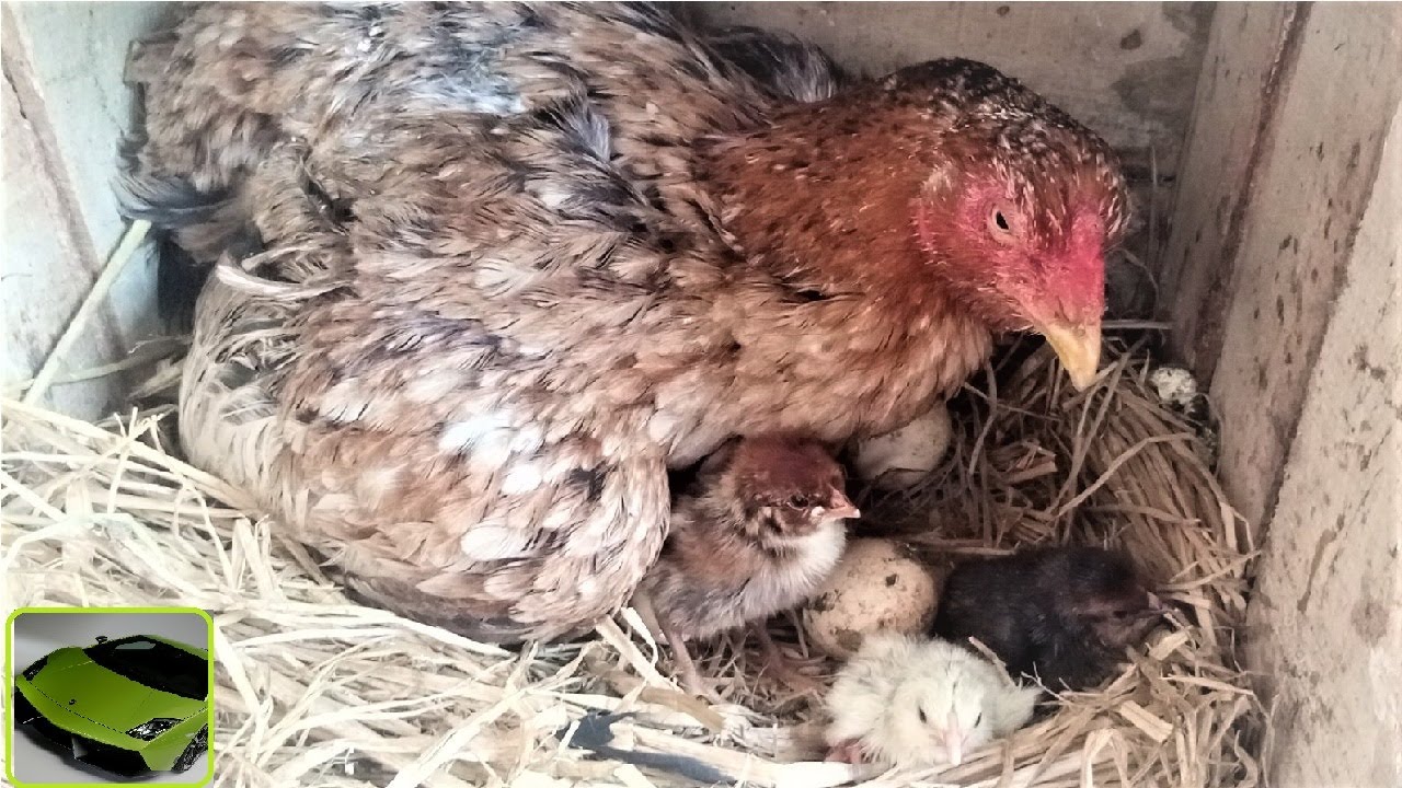 Hen Hatching Eggs to Chicks | How hen Hatches chicken egg? | Hen ...