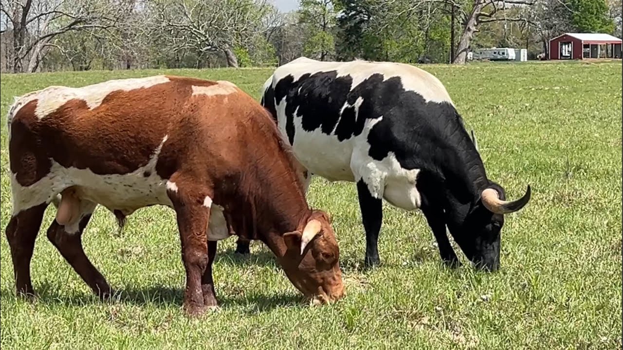Longhorn Lester's is with Longhorns! - YouTube