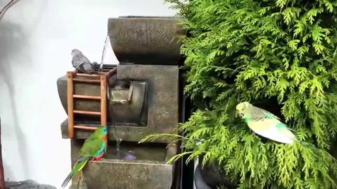 Parakeets taking a bath - Parkieten nemen een bad - YouTube