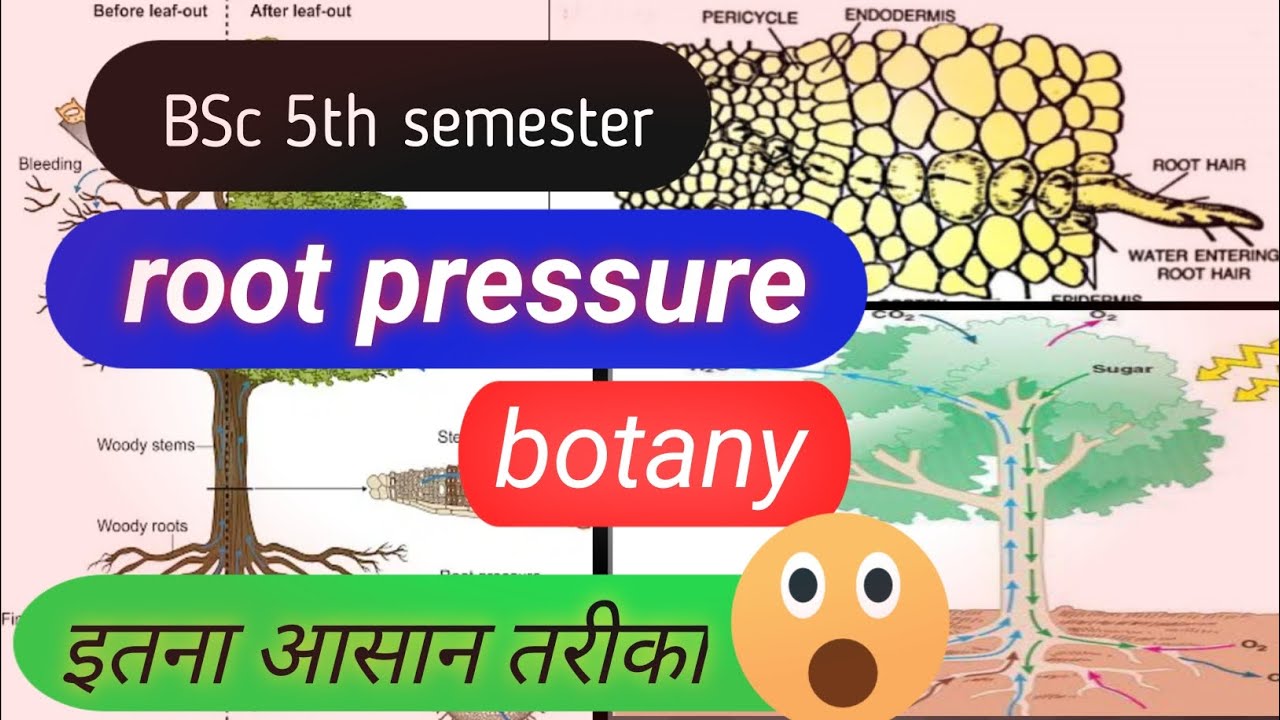 Root Pressure And Guttation Bsc 5th Semester root Pressure In Hindi root-pressure-and-guttation-bsc-5th-semester-root-pressure-in-hindi