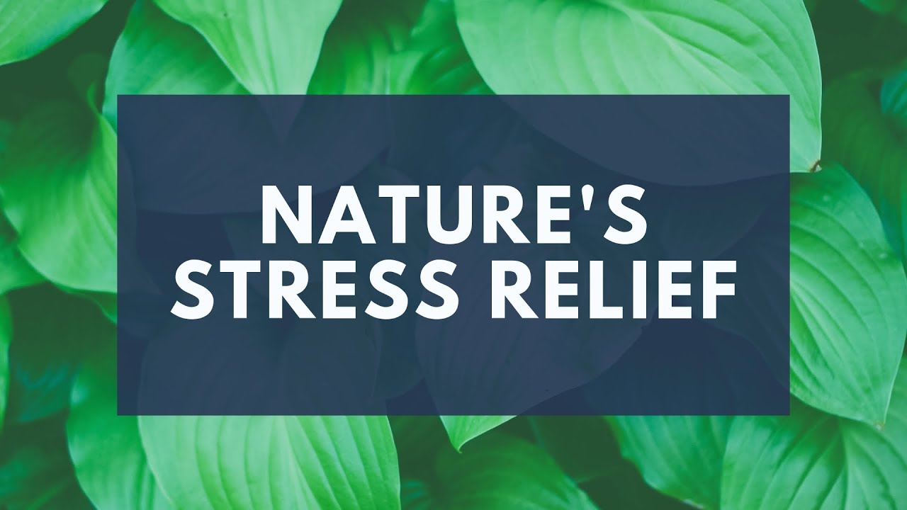 Nature's Stress Relief - YouTube