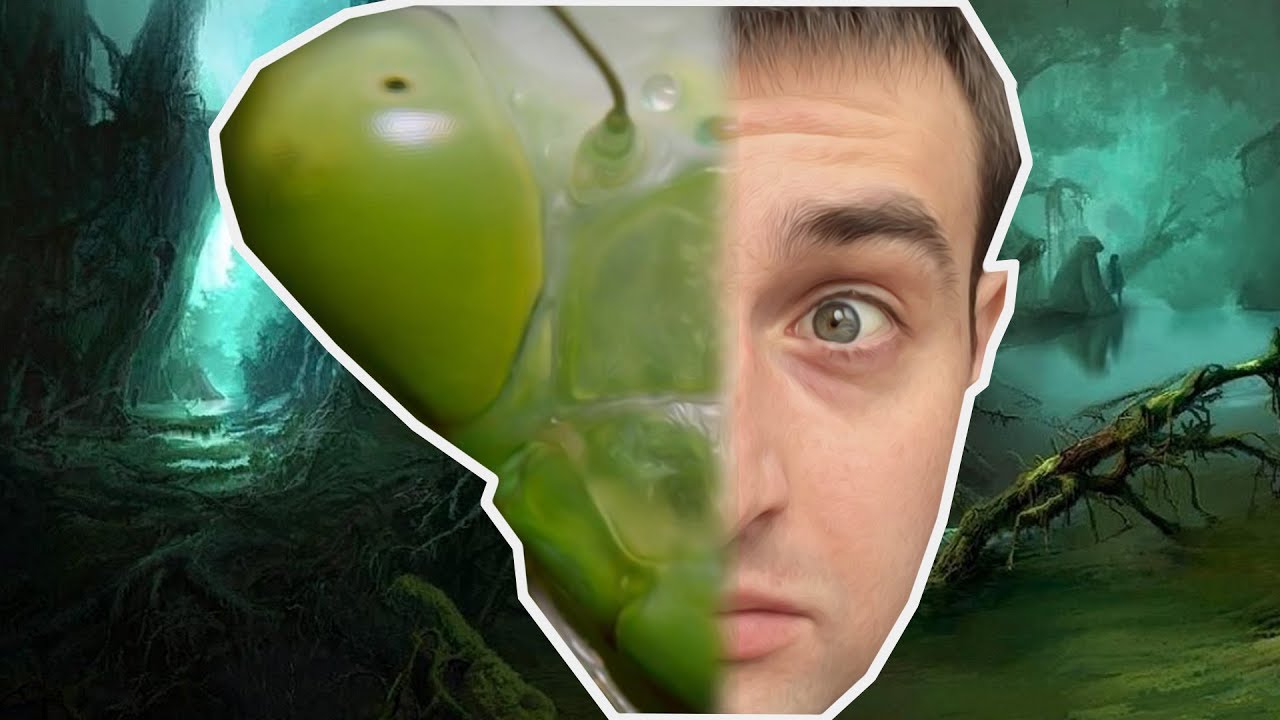 Богомол Hierodula multispina: новый дом - YouTube