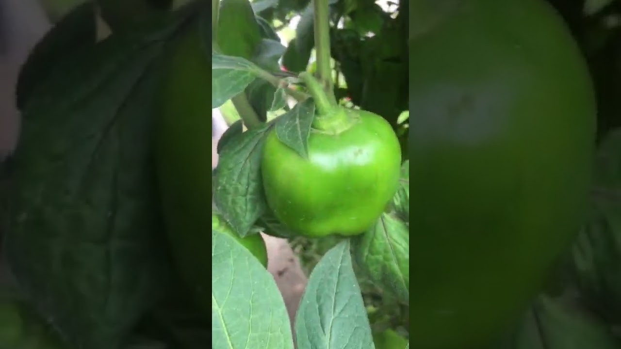 Cultivo de chile Manzano o chile Perón - YouTube