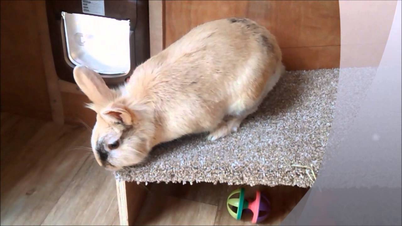 The New Bunny Palace - YouTube