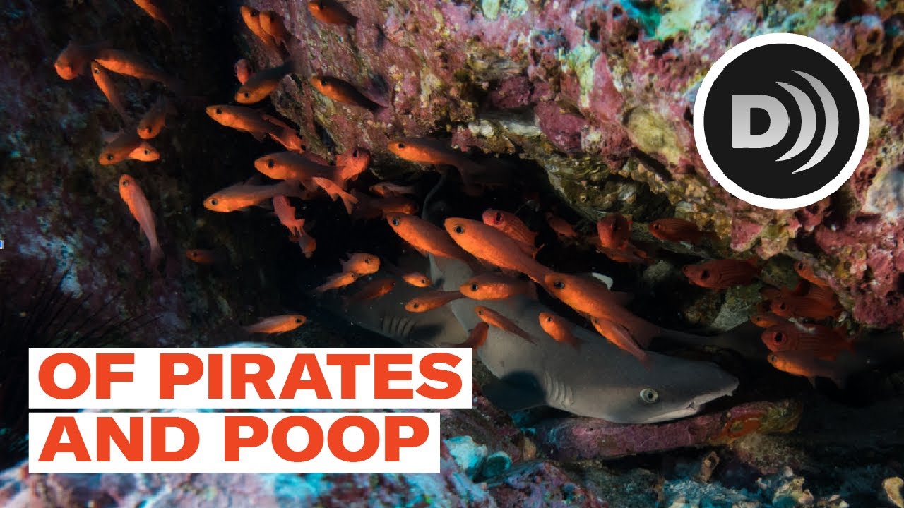 Of pirates and poop | Described video version - YouTube