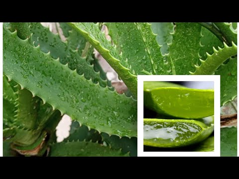 How to preserve alovera jel at home|| - YouTube