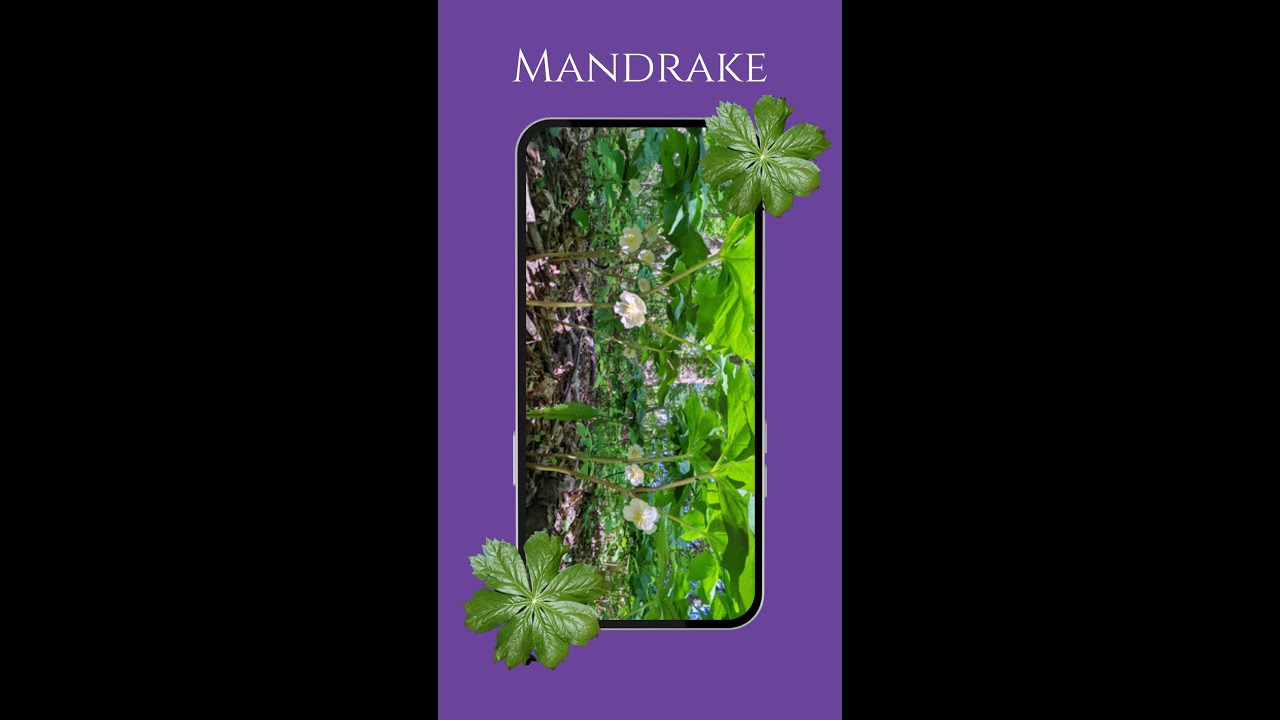 Plant portal: Mandrake (American) - YouTube