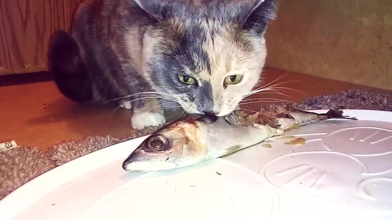 !!Blue Tortie Devours Whole Raw Fish for her Birthday!! - YouTube