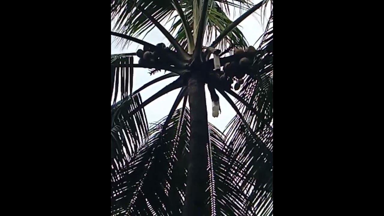 TUBA / COCONUT WINE // ChecheLegario - YouTube