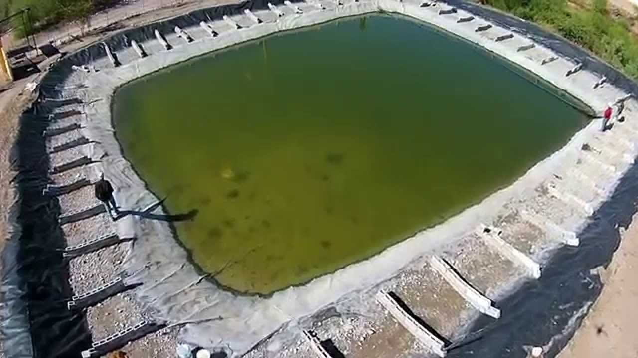 Cambiando Tilapias De Estanque - YouTube