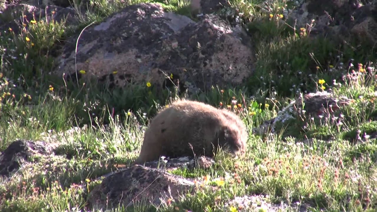 Yellow Bellied Marmot - Rocky Mountain National Park - YouTube