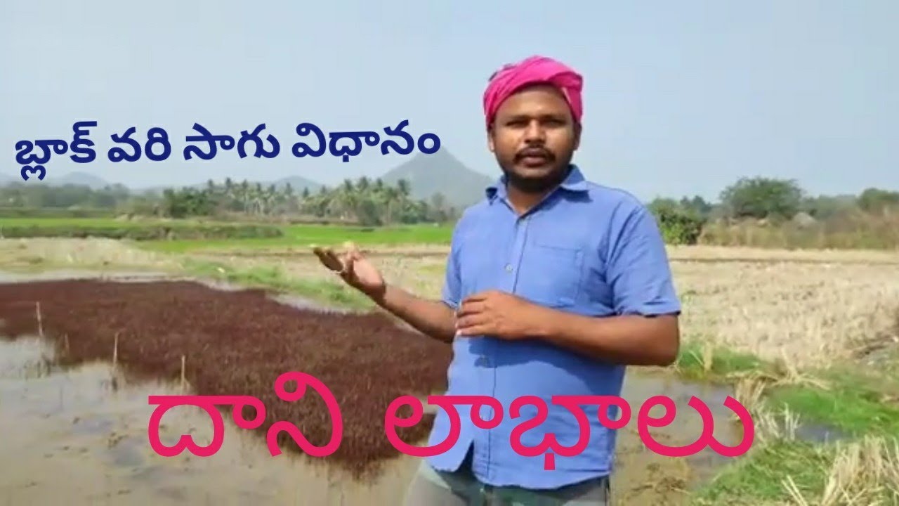 Bala vari sagu vidhanam Banjarpalli thandha B DHARAMRAM PEDDAPELLI ...